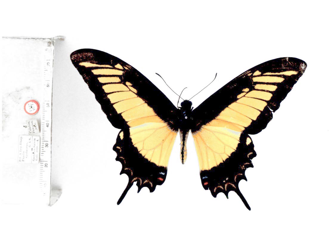 Heraclides androgeus epidaurus (type specimens)