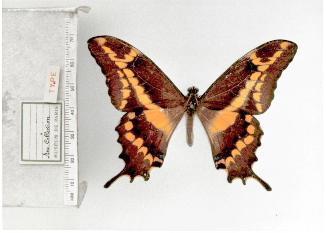 Heraclides aristodemus (type specimens)