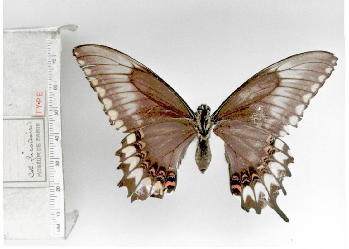 Heraclides a. astyalus (type specimens)