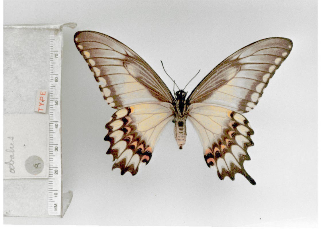 Heraclides a. astyalus (type specimens)