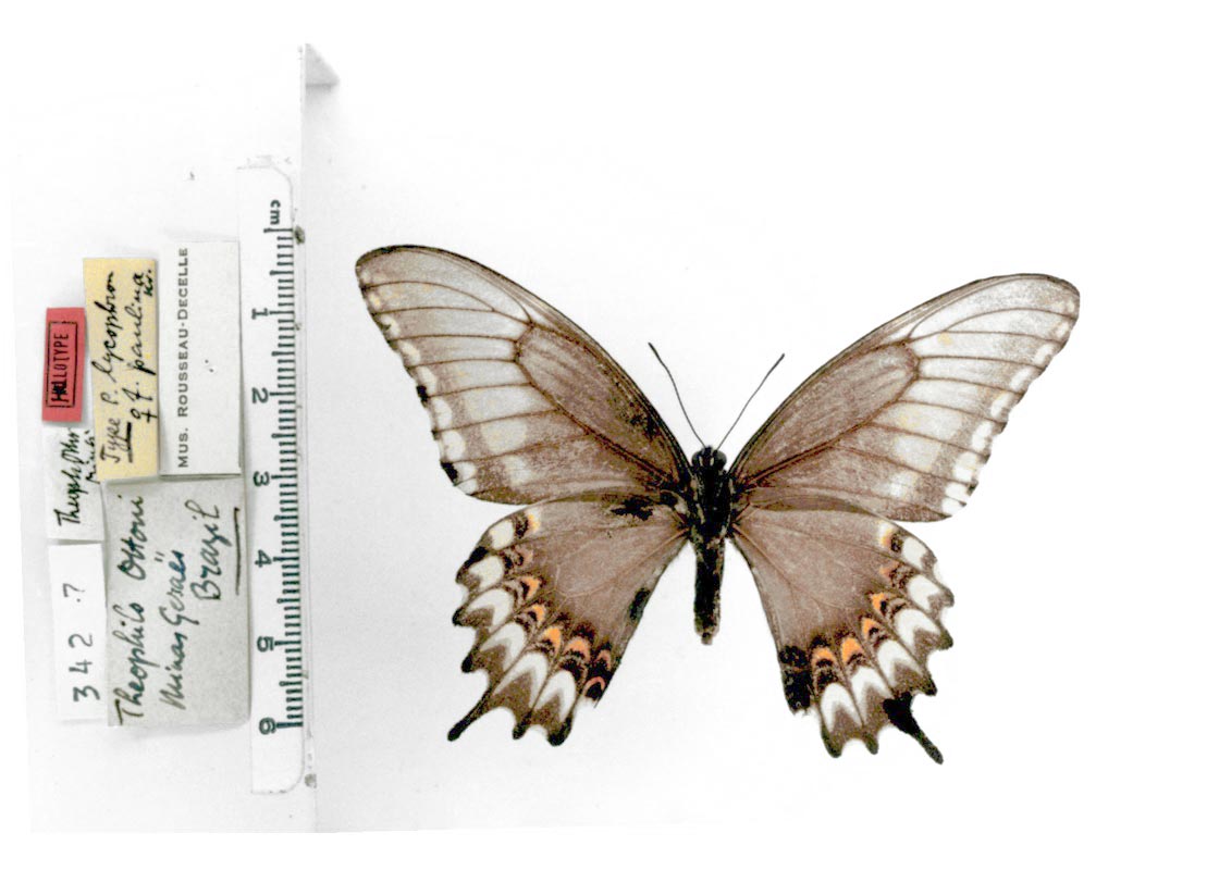 Heraclides a. astyalus (type specimens)