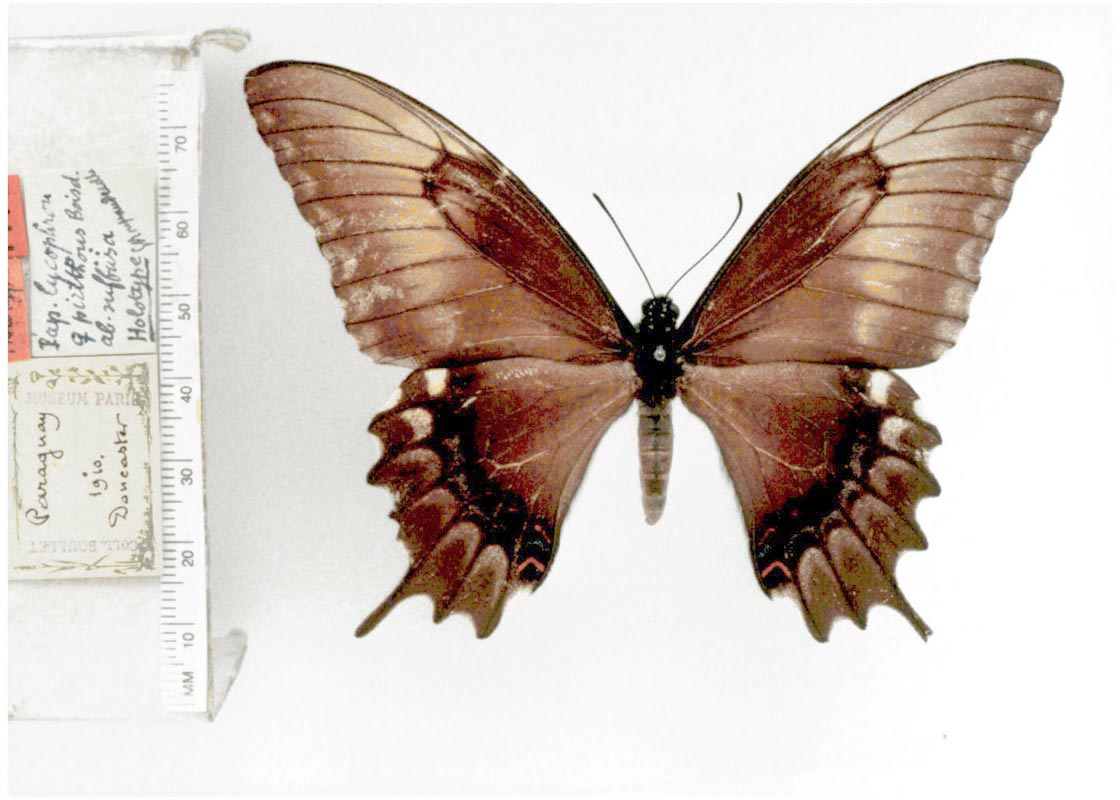 Heraclides a. astyalus (type specimens)