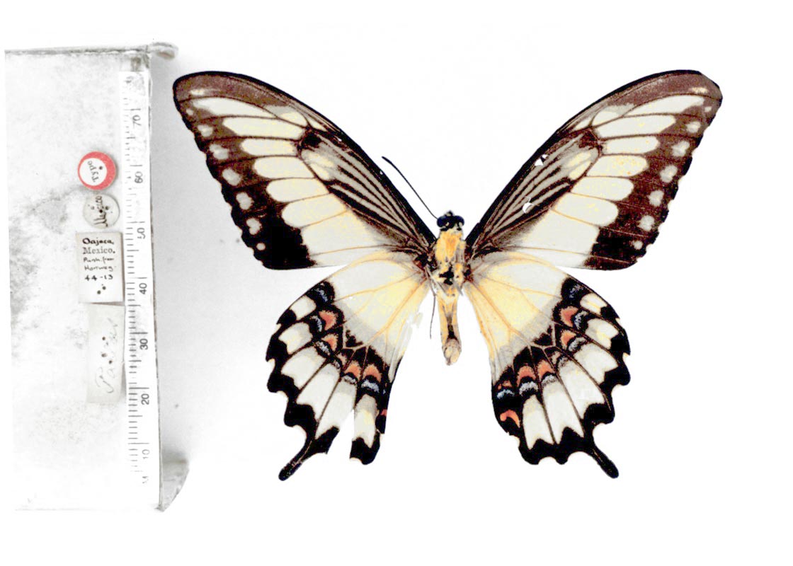 Heraclides p. pallas (type specimens)