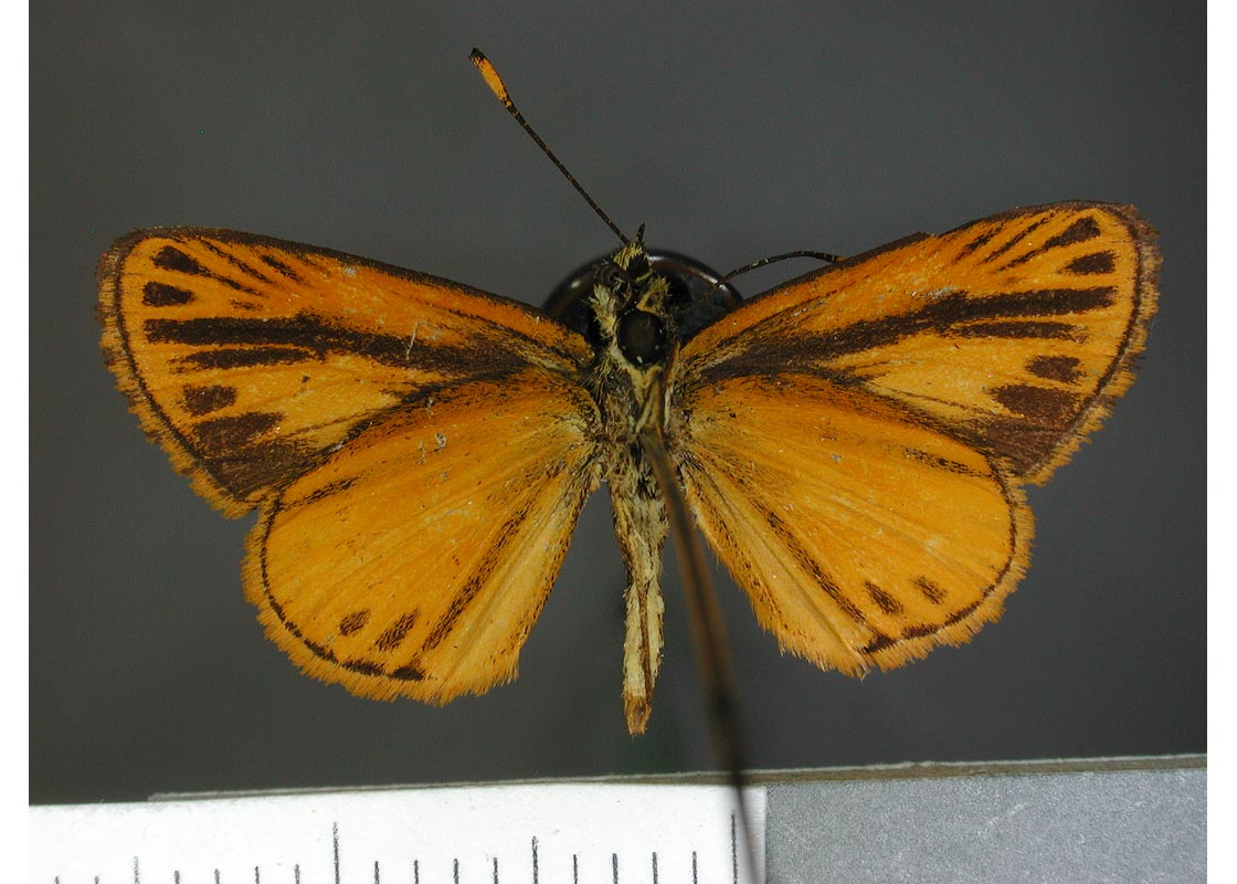 Hermio hermione (type specimens)