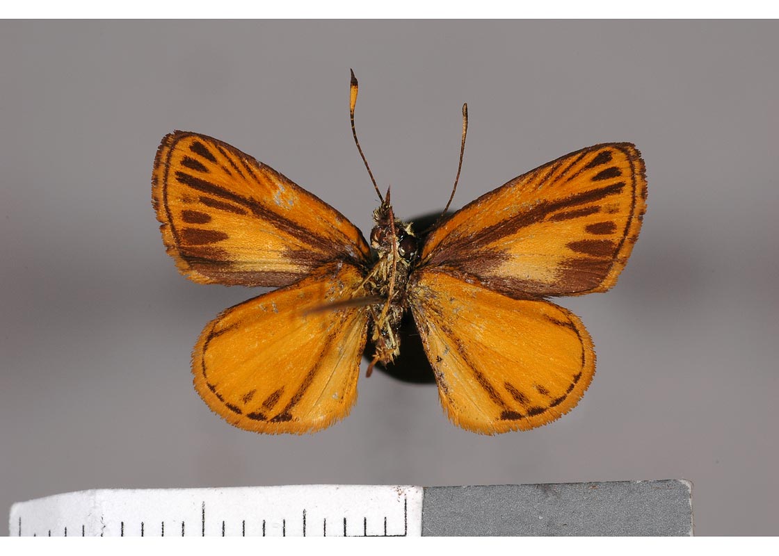 Hermio hermione (pinned specimens)