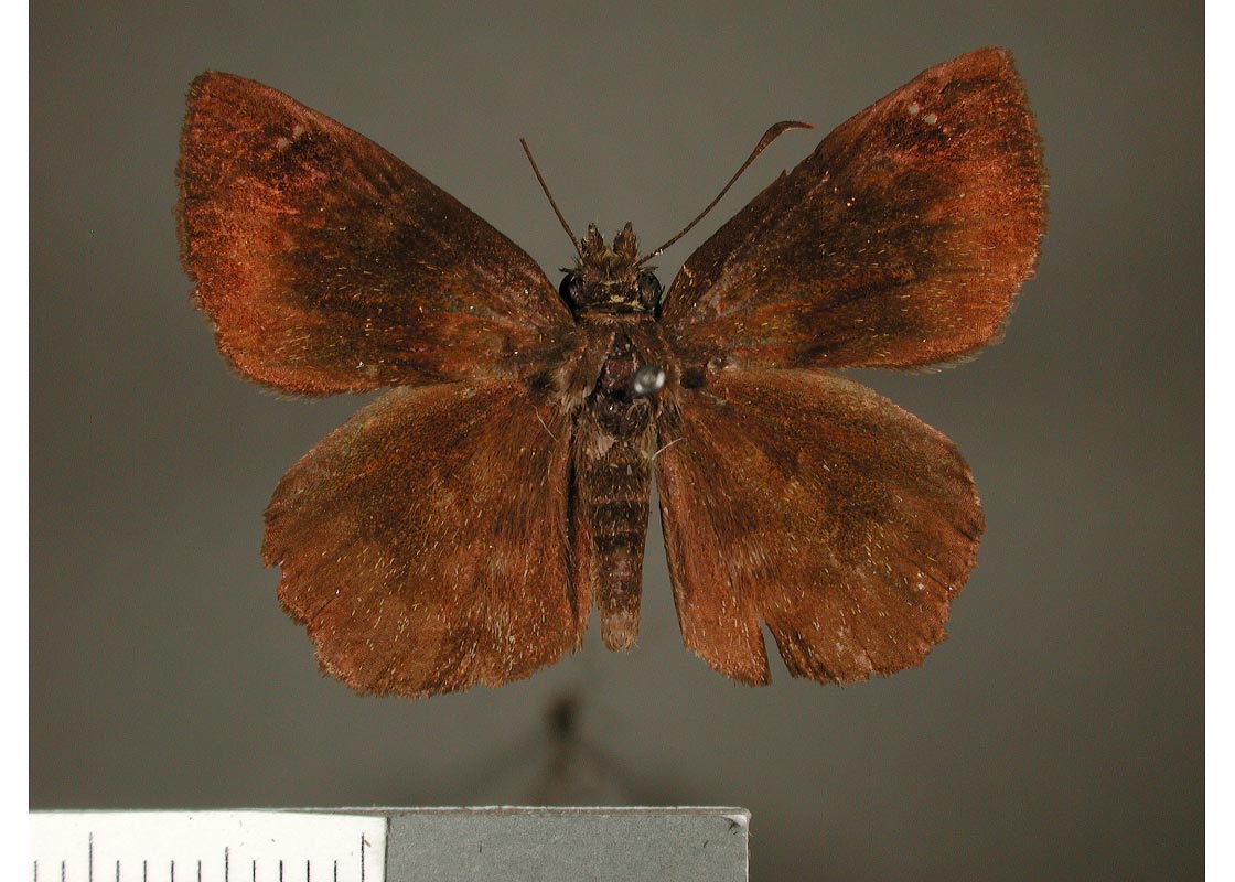 Burca hispaniolae (type specimens)