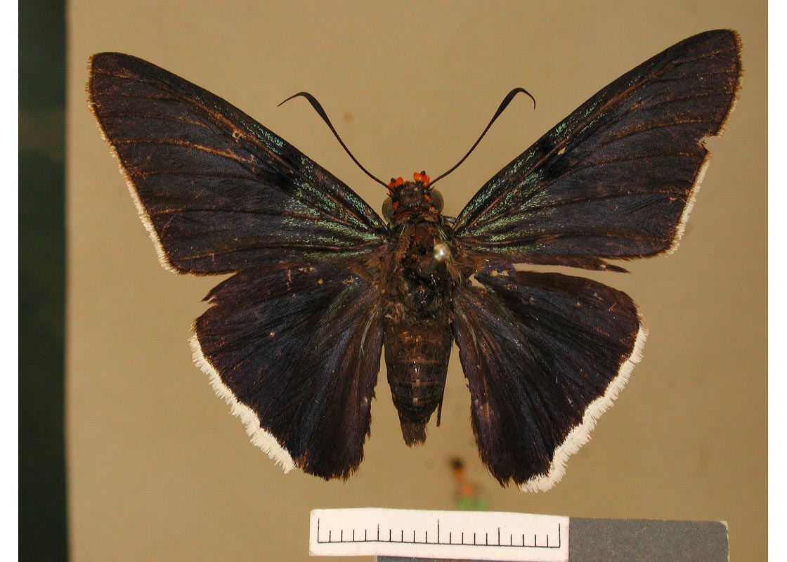 Phocides p. polybius (type specimens)