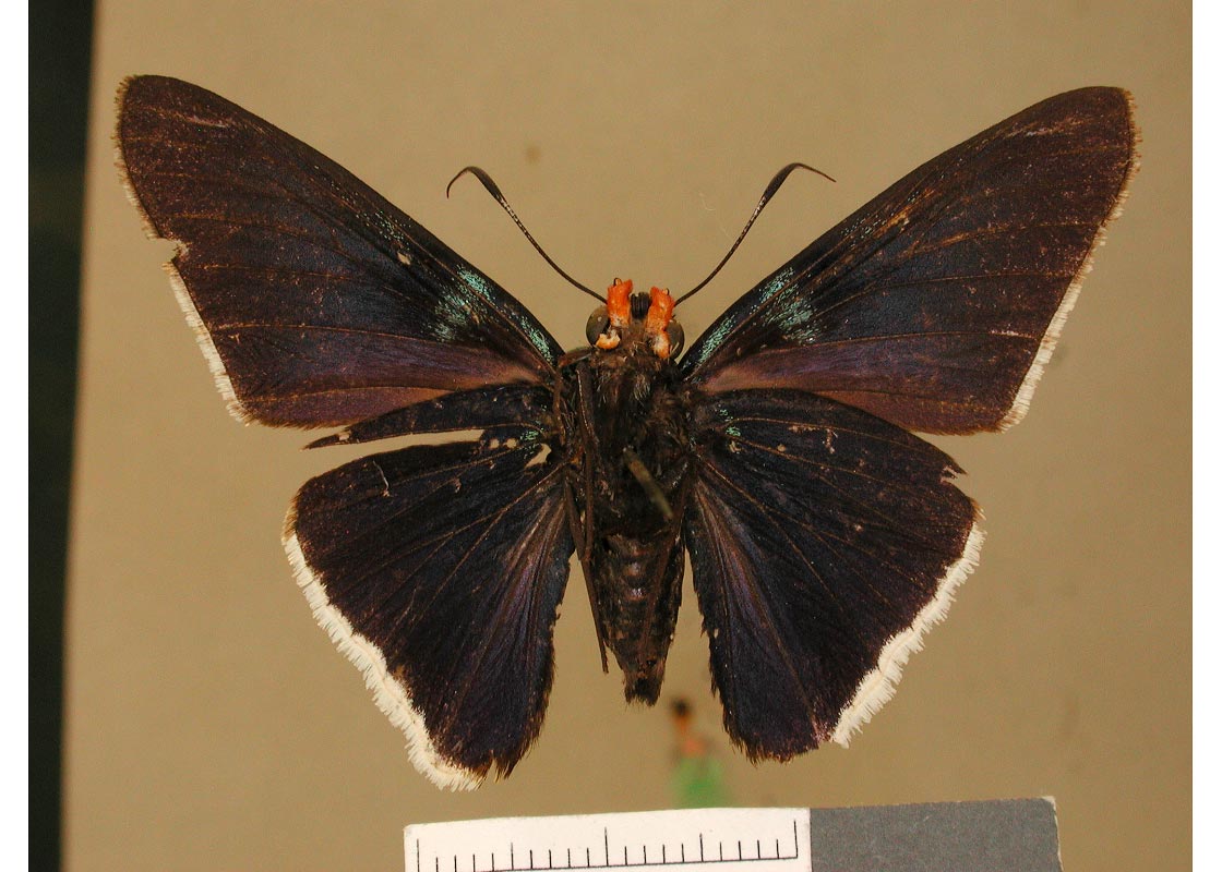 Phocides p. polybius (type specimens)