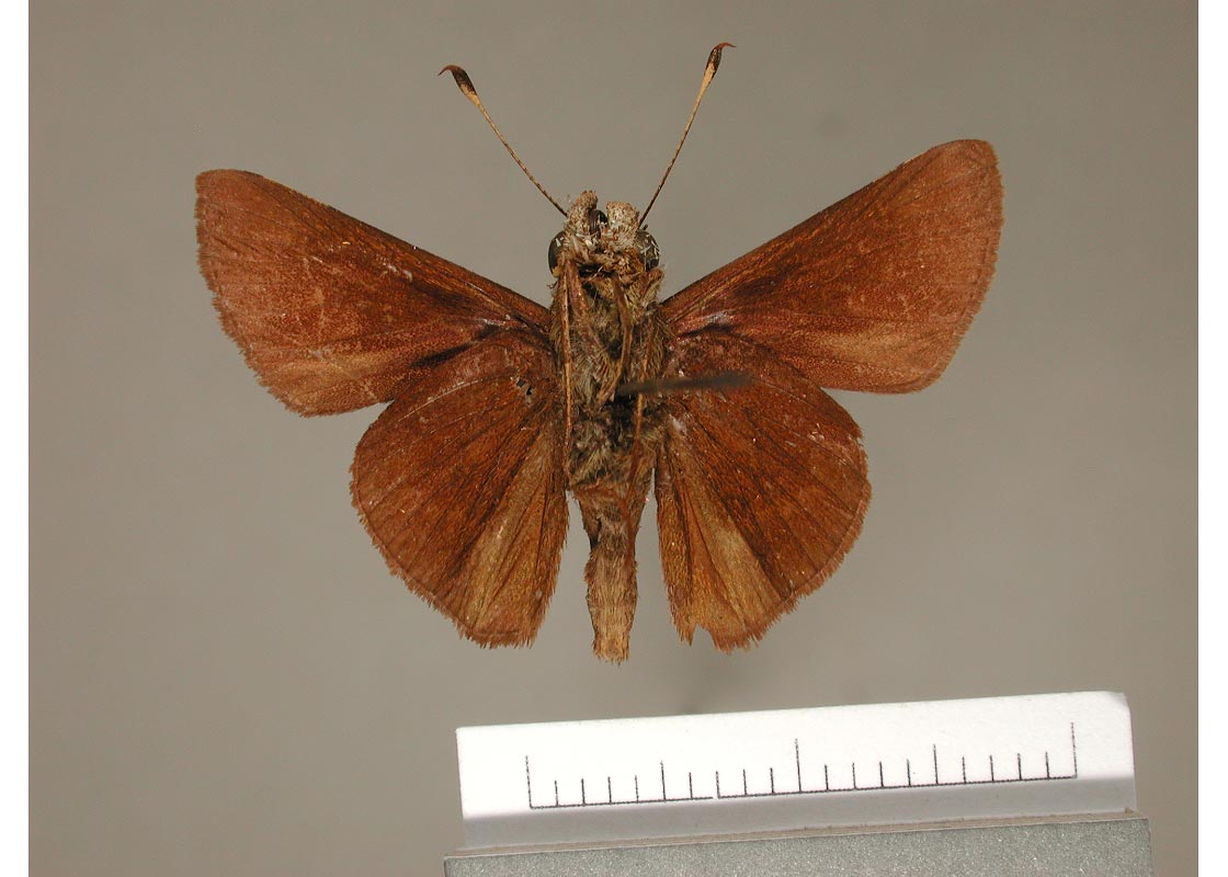 Conga immaculata (type specimens)