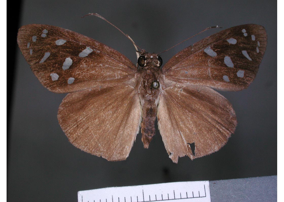 Hyalothyrus infernalis PARALECTOTYPE, TL: French Guiana; Surinam