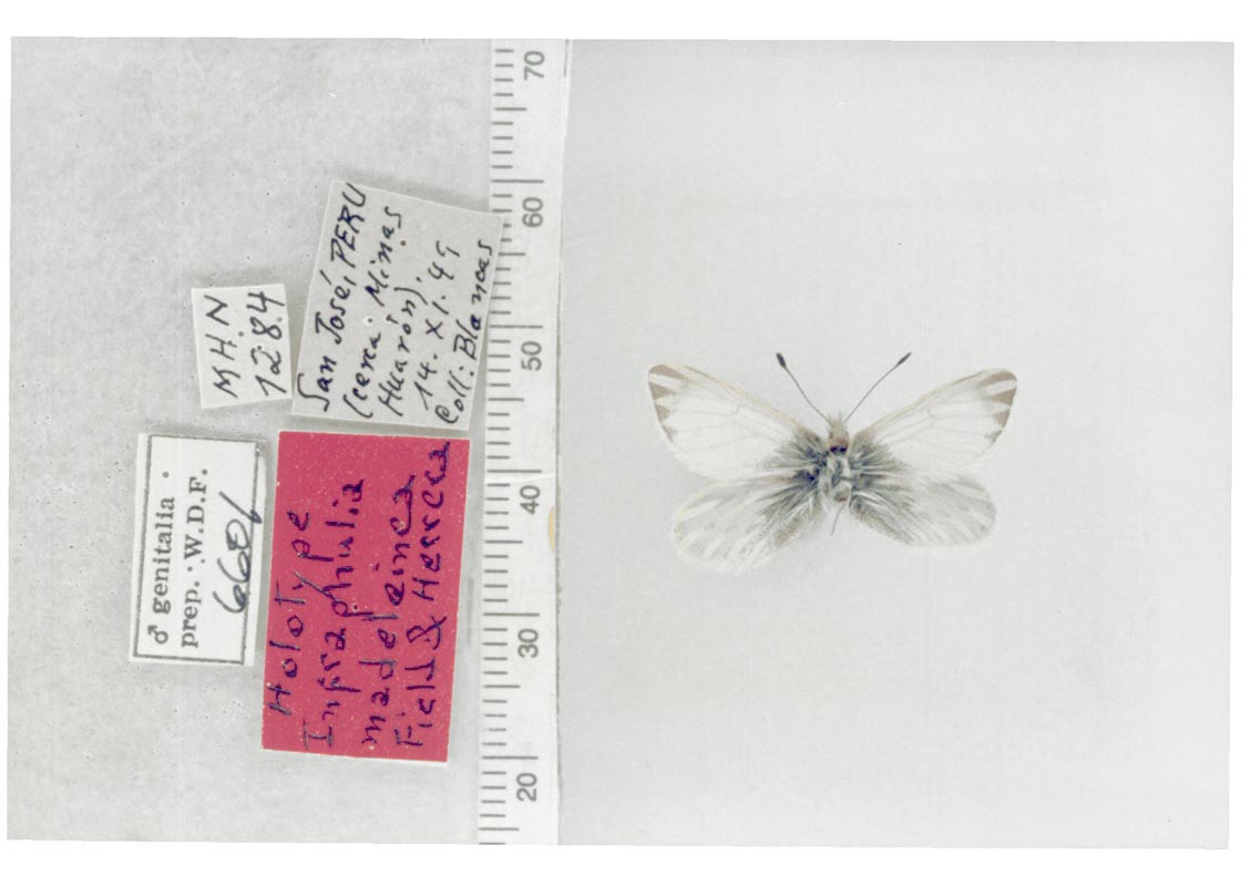 Phulia madeleinea (type specimens)