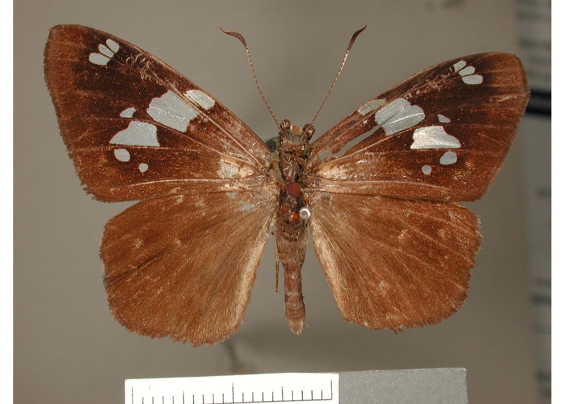 Celaenorrhinus eligius punctiger (type specimens)