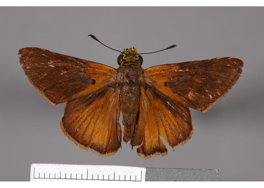 Euphyes singularis insolata (type specimens)