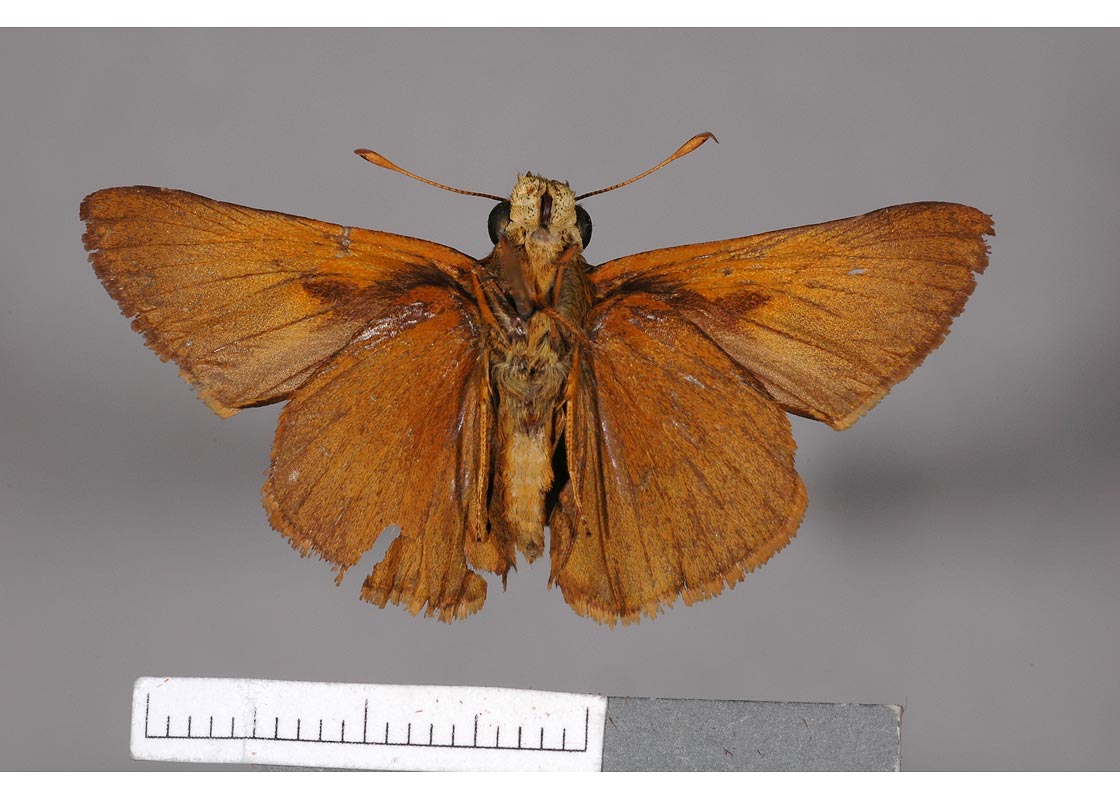 Euphyes singularis insolata (type specimens)