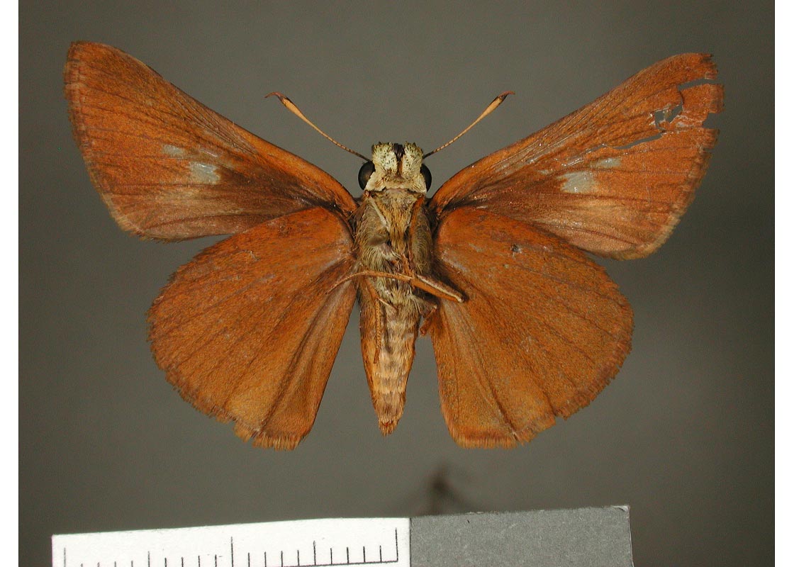 Euphyes singularis insolata (type specimens)