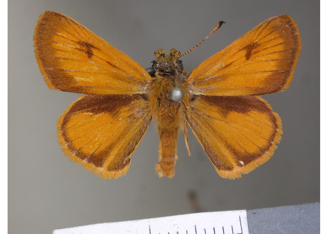 Choranthus vitellius (type specimens)