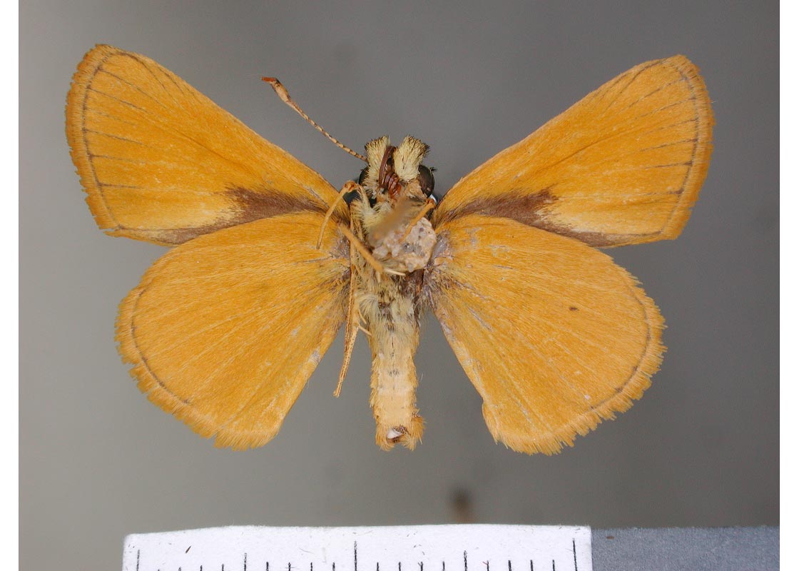 Choranthus vitellius (type specimens)