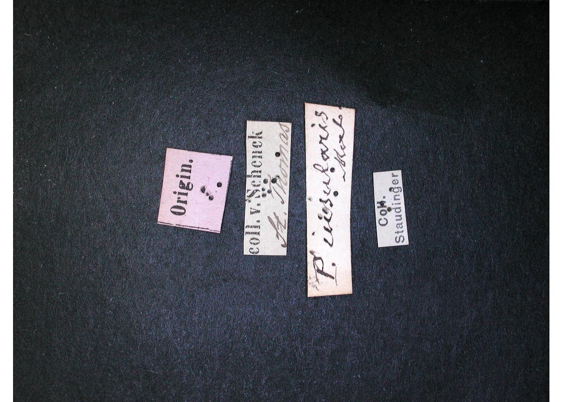 Choranthus vitellius (type specimens)