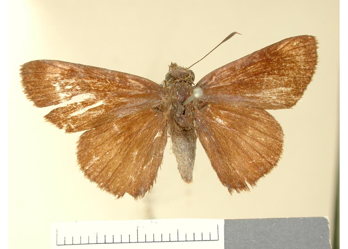 Mnaseas sirene (historical specimens)