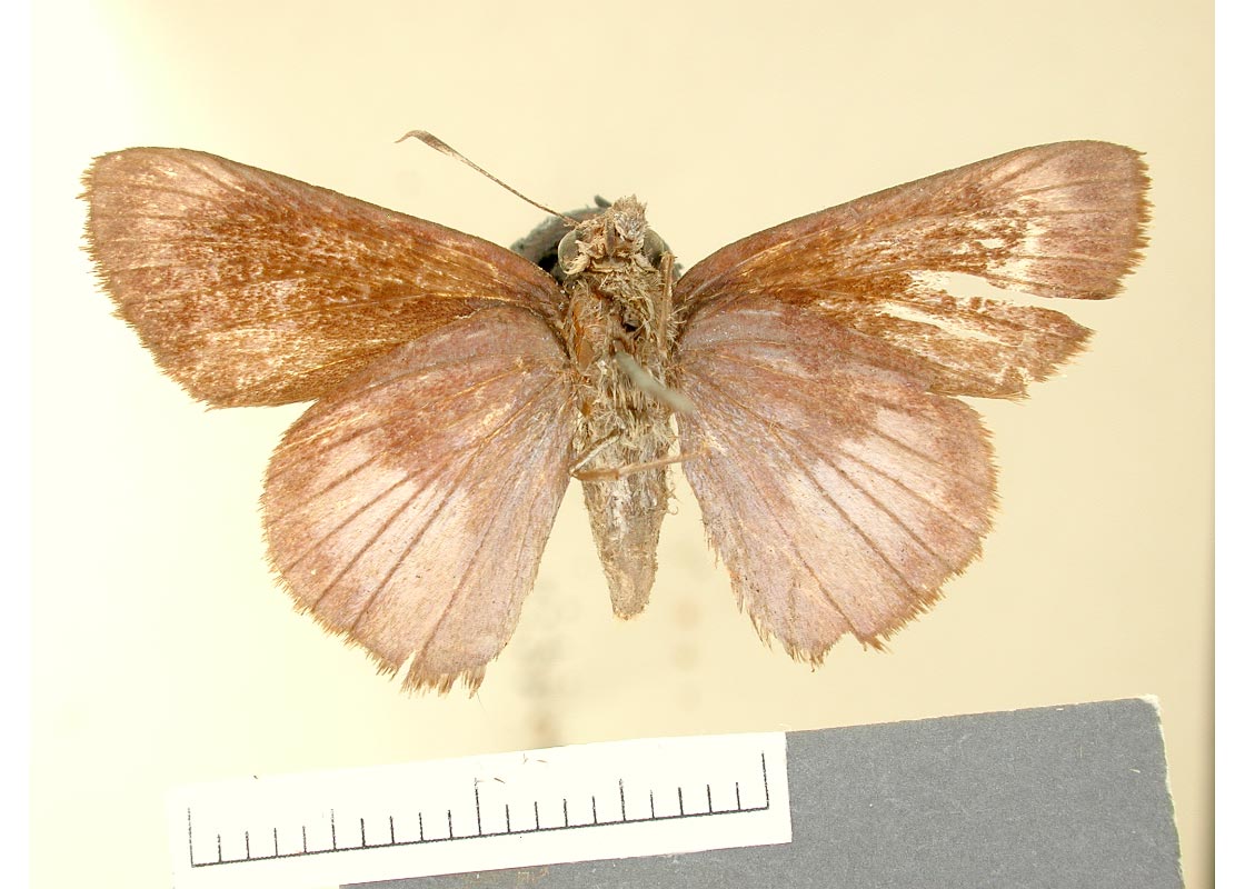Mnaseas sirene (historical specimens)