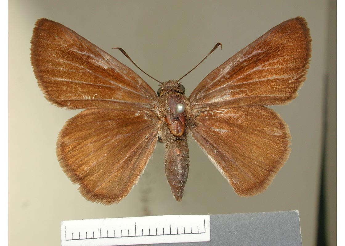 Mnaseas sirene (historical specimens)