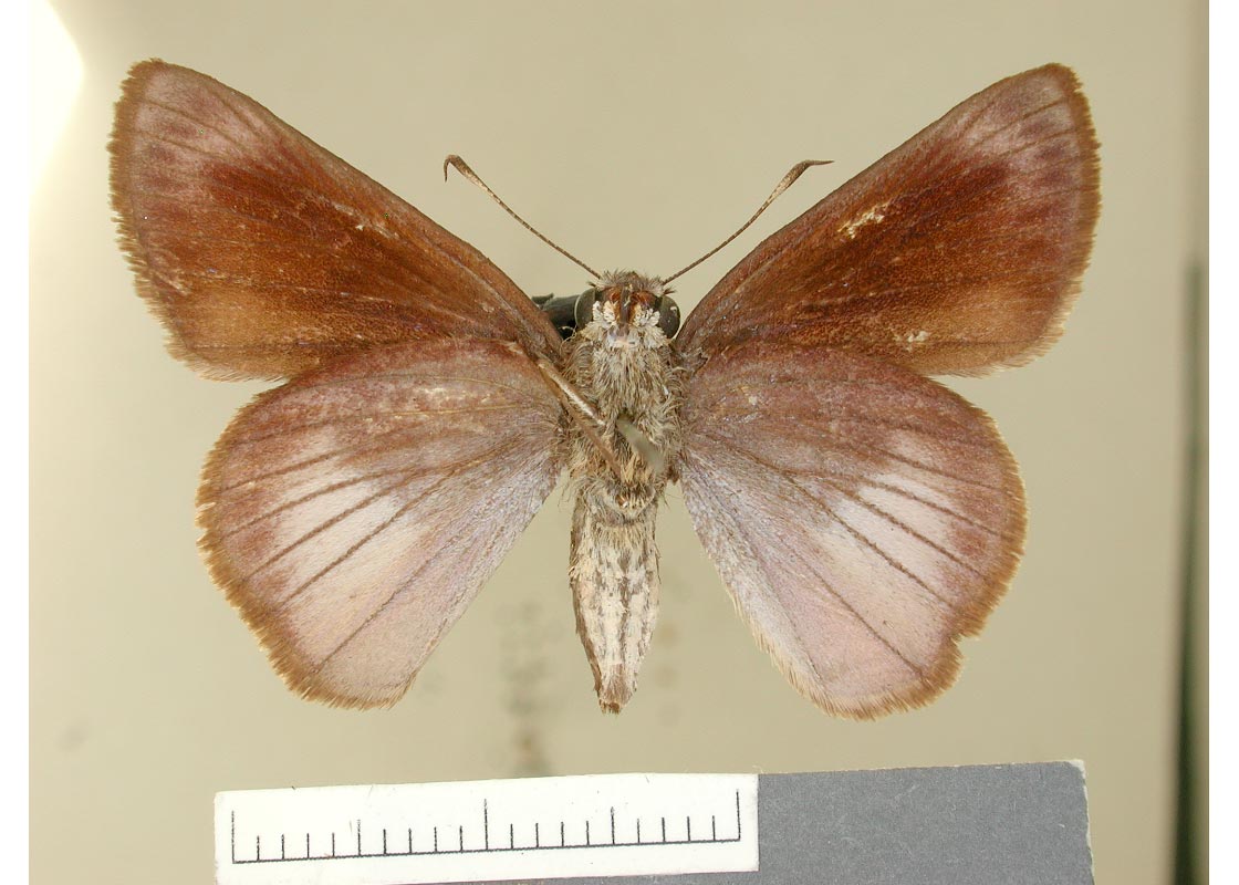 Mnaseas sirene (historical specimens)