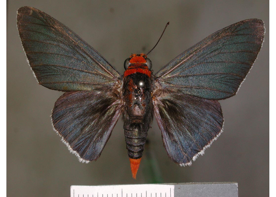Microceris l. lamprus (type specimens)