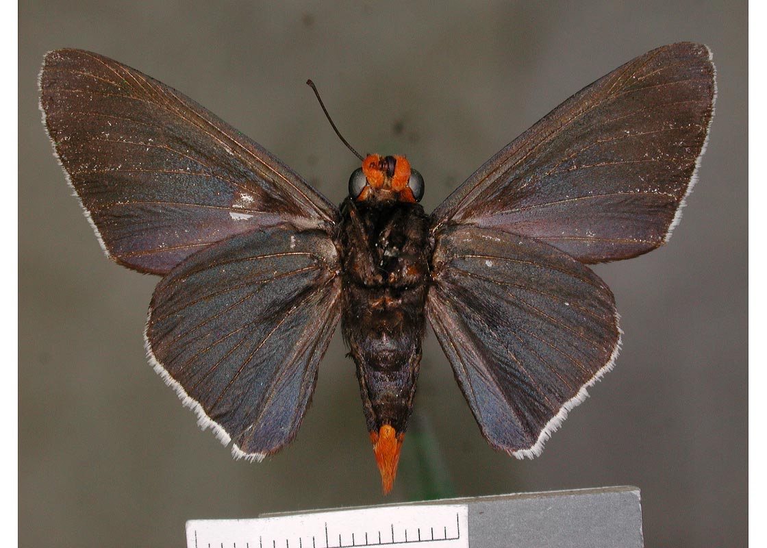 Microceris l. lamprus (type specimens)