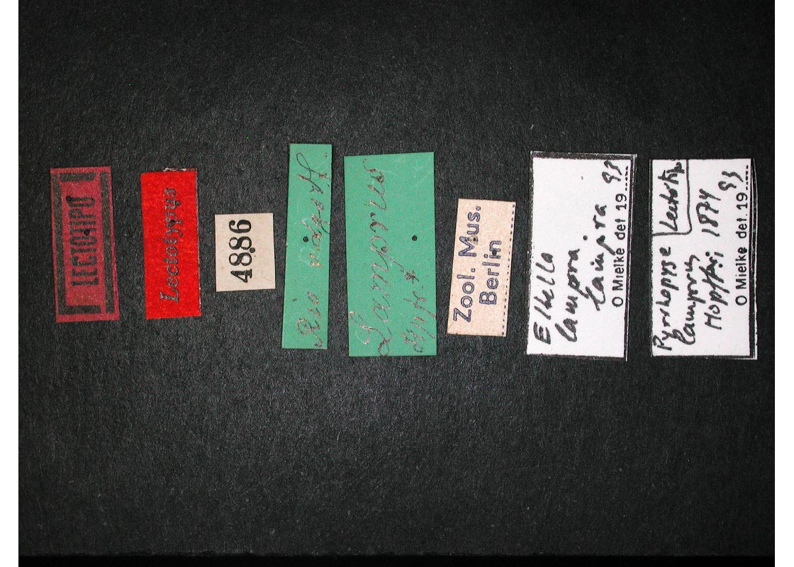 Microceris l. lamprus (type specimens)
