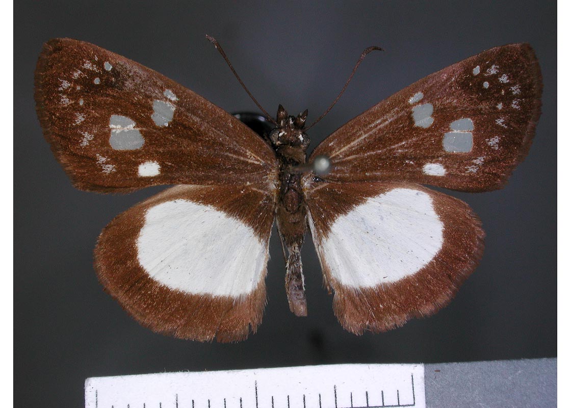 Milanion leucaspis (type specimens)