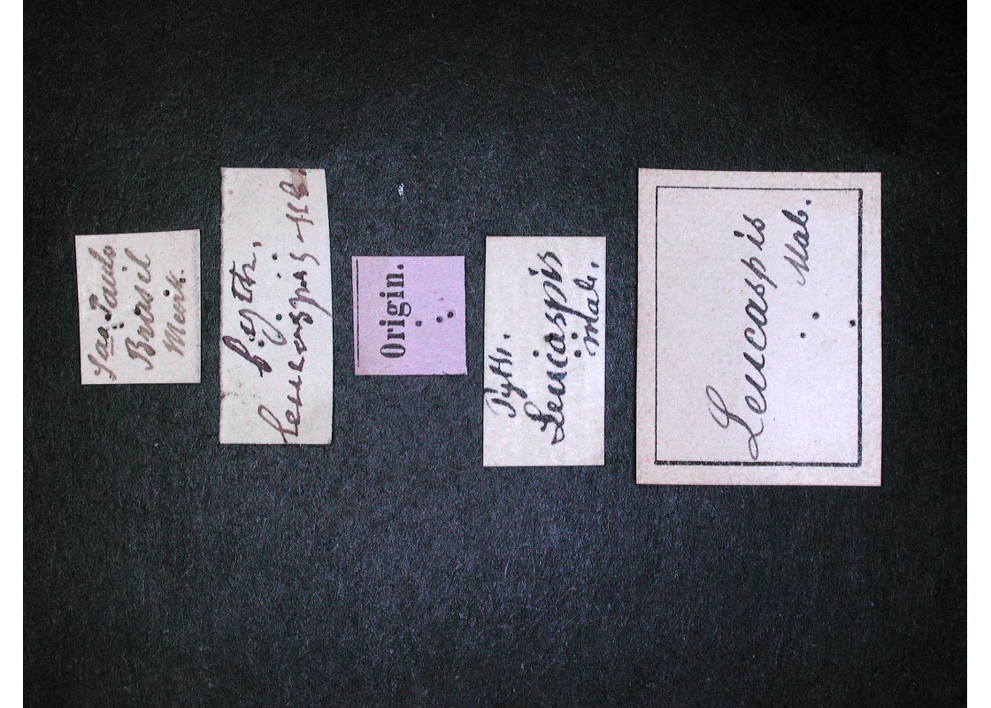 Milanion leucaspis (type specimens)