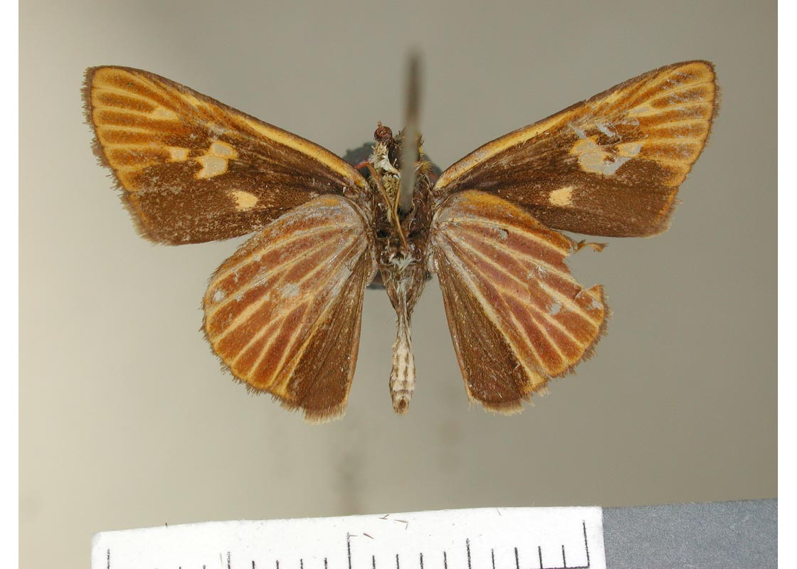 Ludens levina (type specimens)