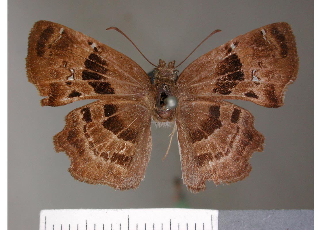 Paches l. liborius (type specimens)