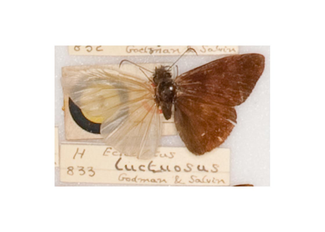 Tolius luctuosus (type specimens)
