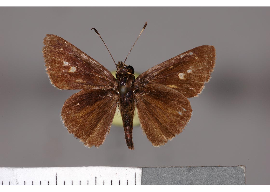 Vehilius stictomenes madra (type specimens)