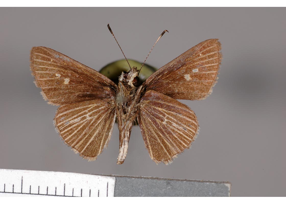 Vehilius stictomenes madra (type specimens)
