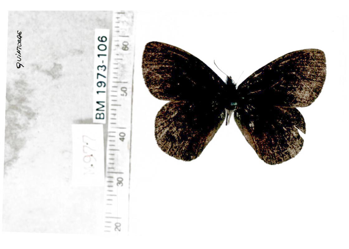 Manerebia quinterae (type specimens)
