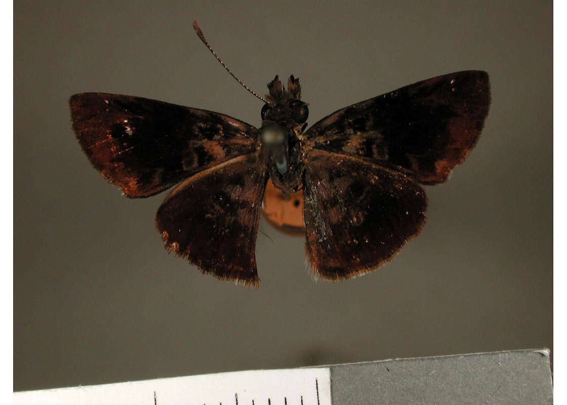 Gorgythion plautia (type specimens)