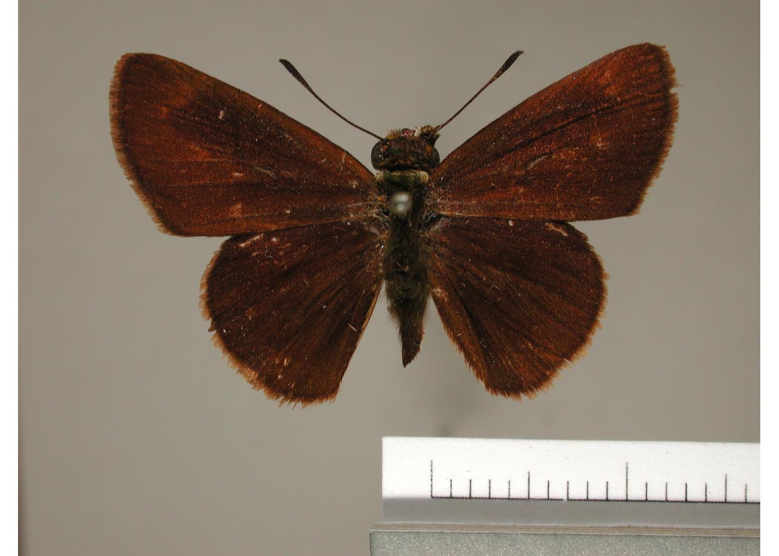 Mnaseas mapirica (type specimens)