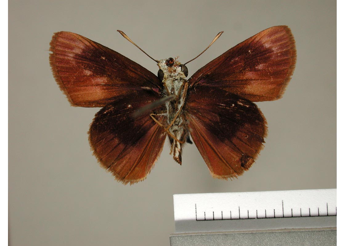 Mnaseas mapirica (type specimens)