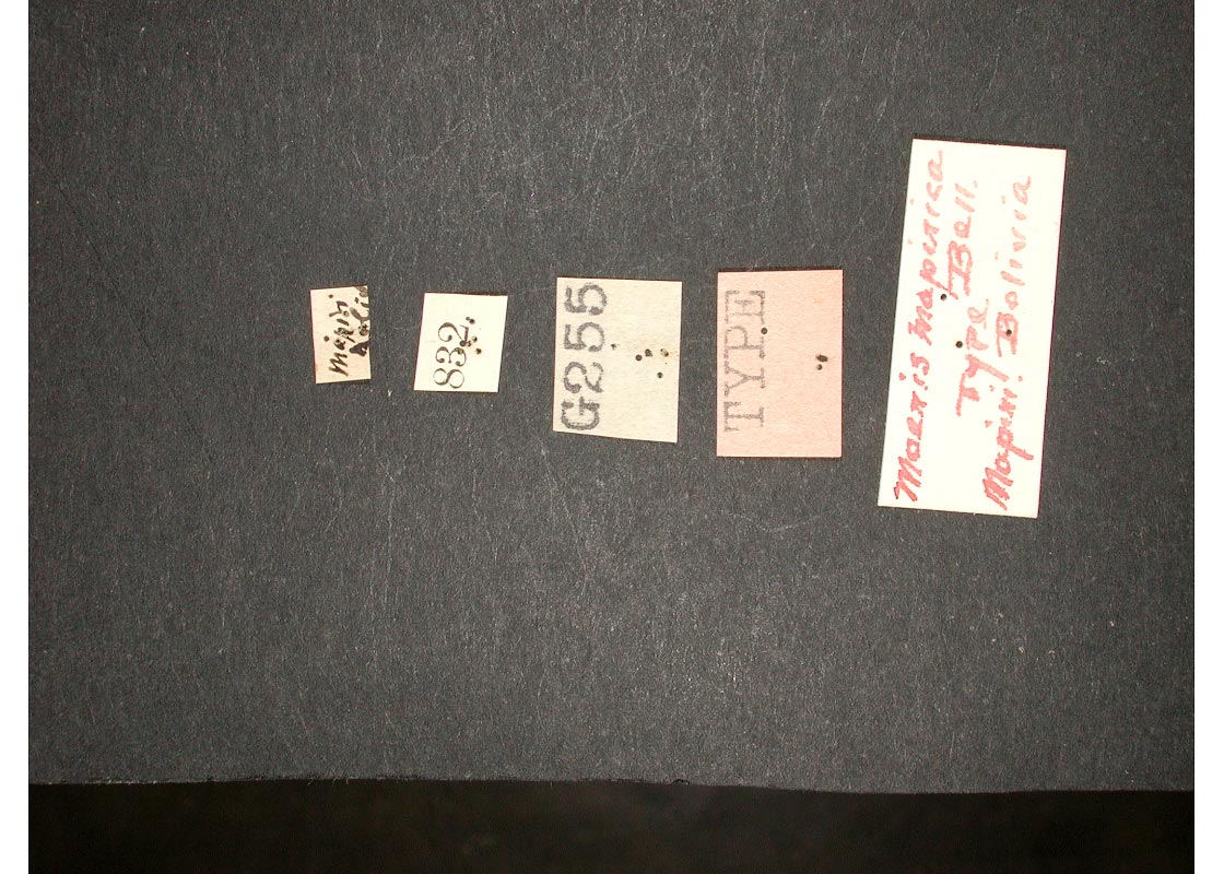 Mnaseas mapirica (type specimens)