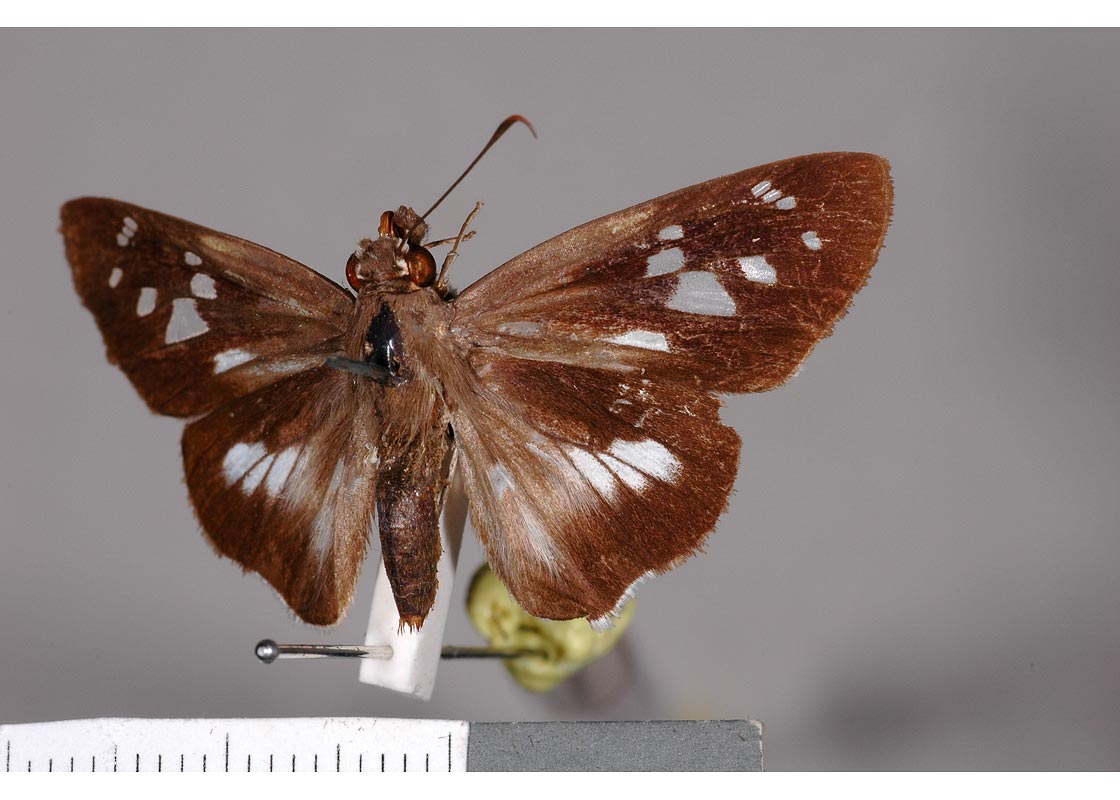 Carystus p. phorcus (type specimens)