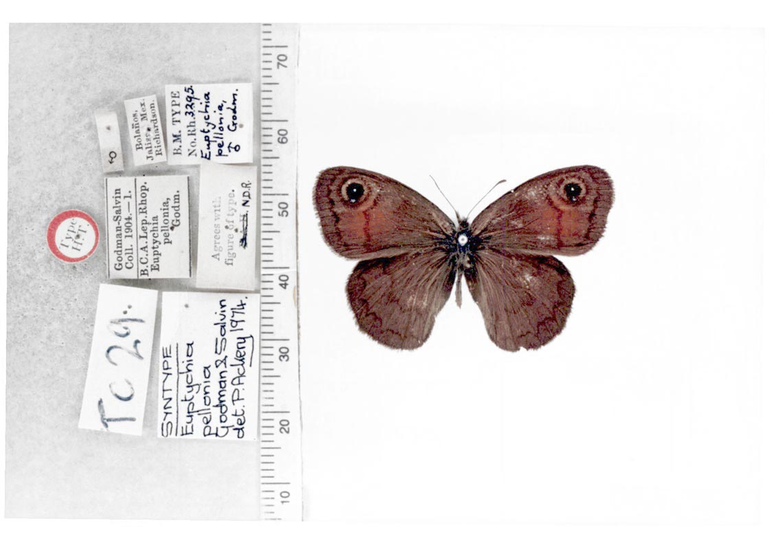Llorenteana pellonia (type specimens)