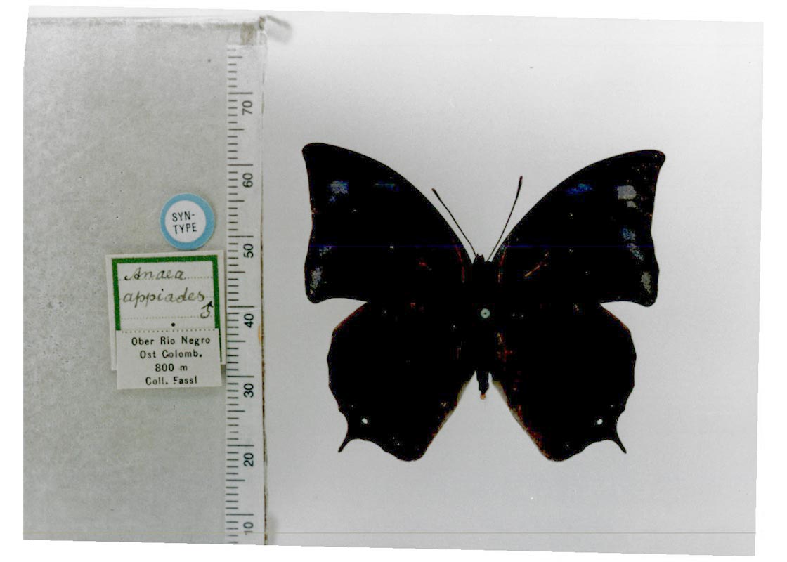 Memphis x. xenocles (type specimens)