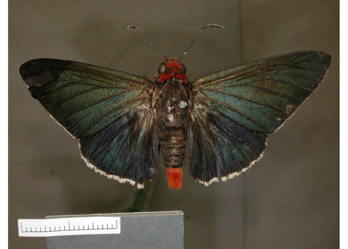 Microceris l. lamprus (type specimens)