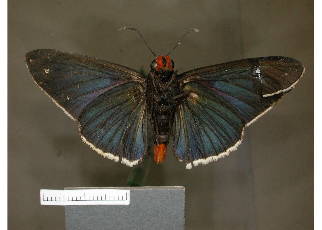 Microceris l. lamprus (type specimens)
