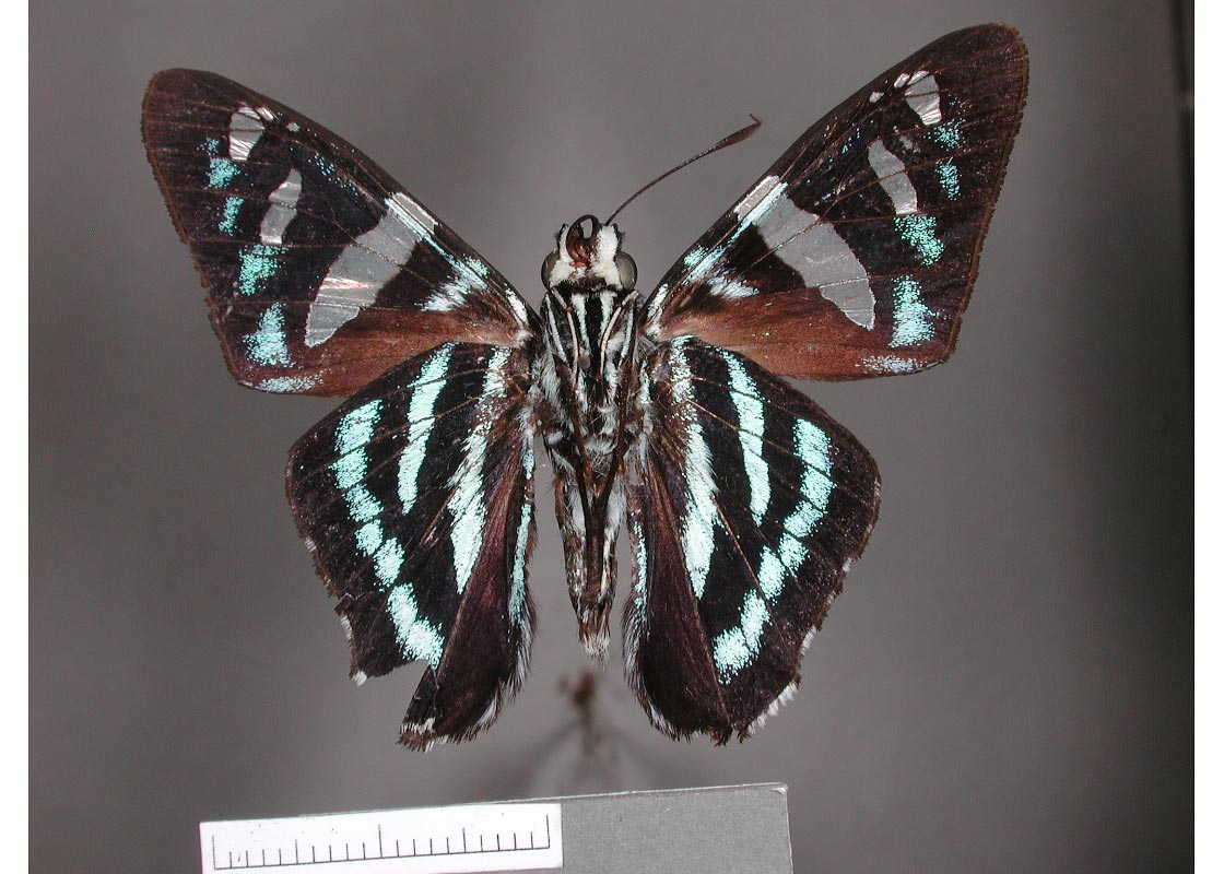 Phocides m. metrodorus (type specimens)