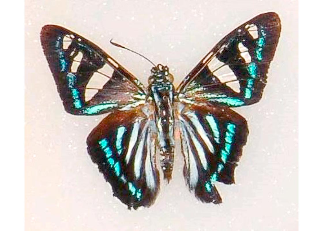 Phocides m. metrodorus (type specimens)
