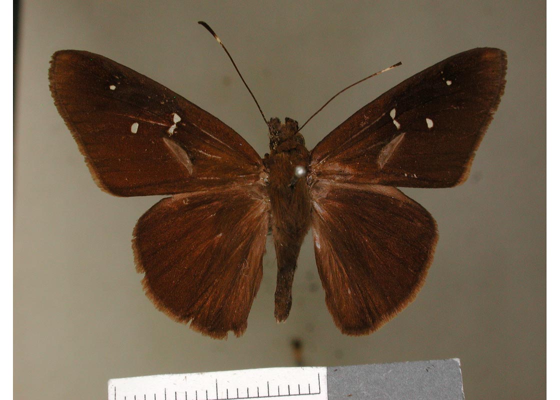 Orphe gerasa (type specimens)