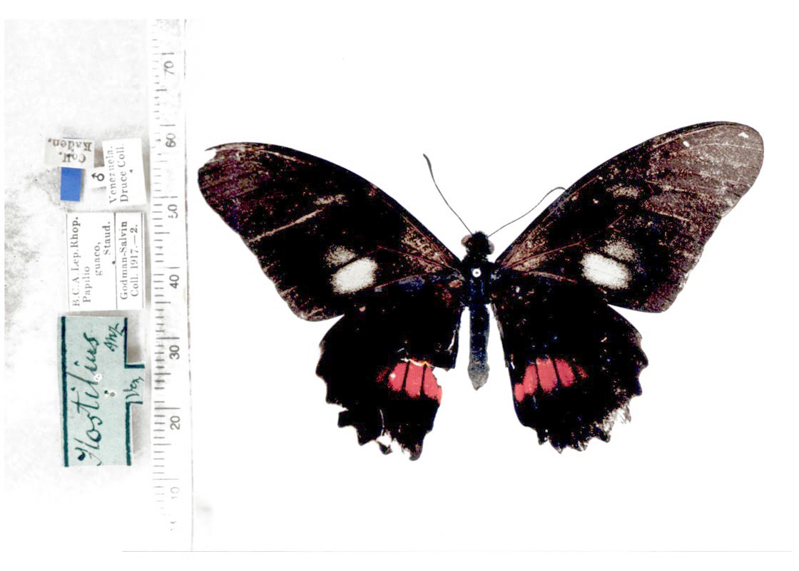 Eurytides i. ilus (type specimens)